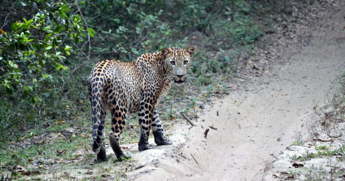 FACETS OF OUR WILD SIDE - LIVING